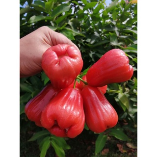 Benih Jambu Air Madu (E3)LOCENG MERAH | Shopee Malaysia