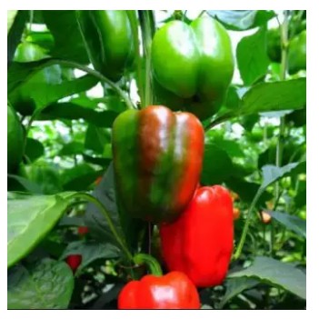 Red Goliath Sweet Pepper Seeds (Capsicum Annuum) | Shopee Malaysia