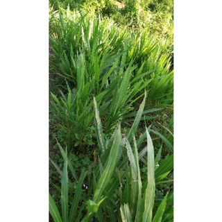 1kg Daun Napier Pandan Beserta Batang Lembut | Shopee Malaysia