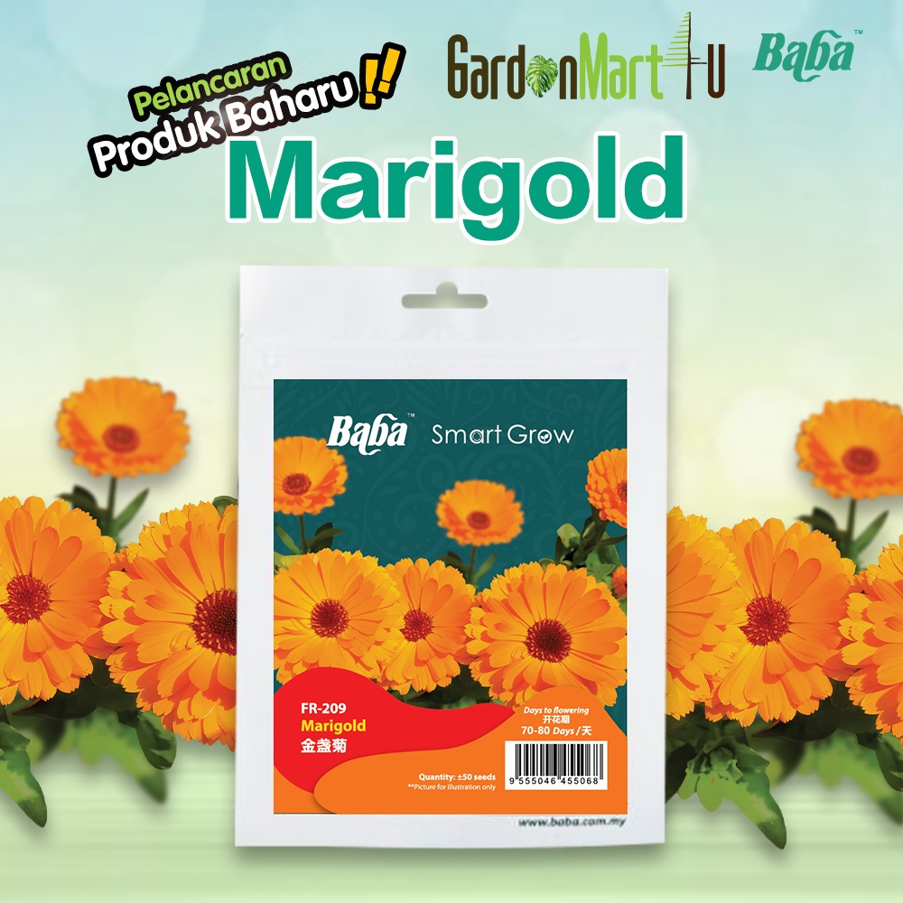 Baba Smart Grow Seeds FR-209 Marigold Flower Seed Bunga Marigold Biji ...
