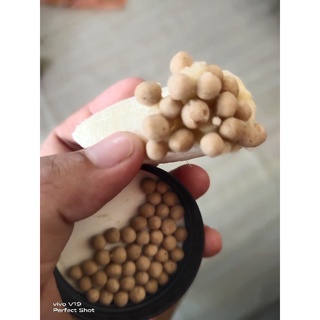 SAGU ORI ,MEDONG SARAWAK | Shopee Malaysia