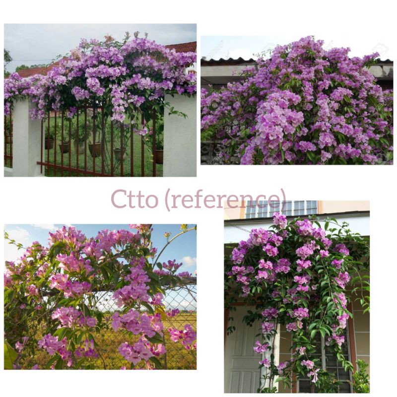 Pokok Bunga Garlic Vine ( Anak Pokok ) | Shopee Malaysia