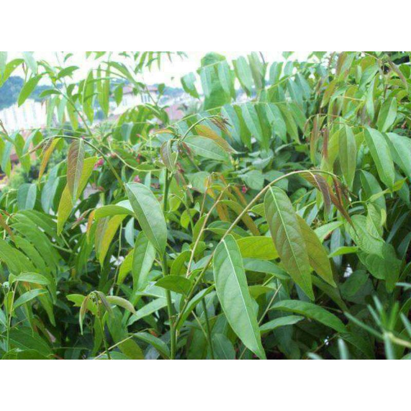 ulam Ulaman (pucuk ulam- gajus, lemak ketam, gajus, mata itik, mata ...