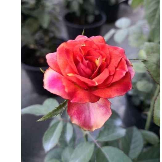 ROS KAMPUNG Pokok Rendah Bunga Besar Harga Murah | Shopee Malaysia