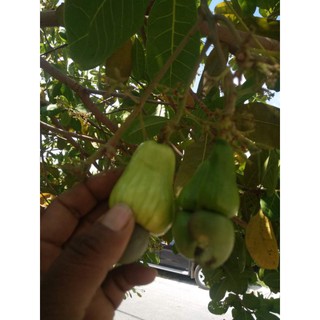 Anak pokok gajus/ketereh/jambu golok | Shopee Malaysia