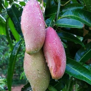Anak Pokok Mangga Gajah Merah Mango Red Elephant Red Ivory Super Pokok ...