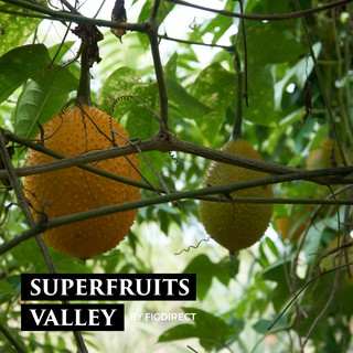SuperfruitsValley Gac Fruit Seeds | Biji Benih Pokok Gac | Gac Tree ...