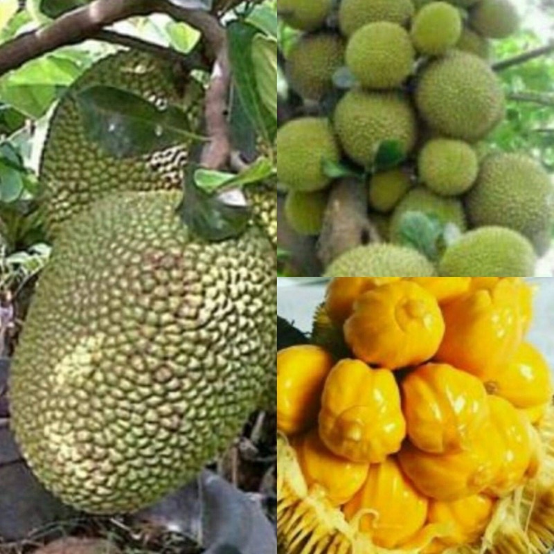 anak POKOK CEMPEDAK DURIAN hibrid MANIS plant cempedak durian/ pokok ...