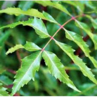 Daun semambu 200g Segar Pokok perubatan merawat chicken pox 40penyakit ...