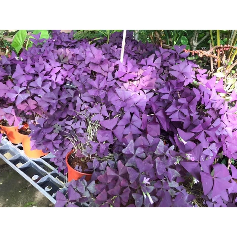 Pokok Bunga Oxalis Purple Bushy real plant hotselling indoor outdoor ...