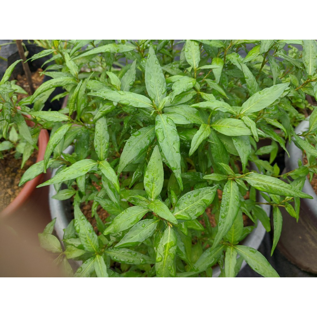 Kesum / Small Water Pepper (Persicaria minor) - Pokok Hidup / Live ...