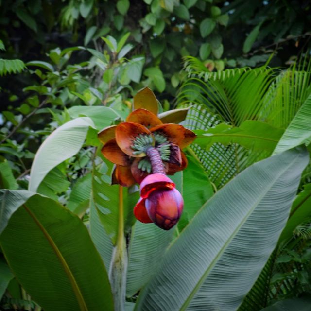 Pokok Pisang Ensete / Ensete Superbum Plant / rare banana | Shopee Malaysia