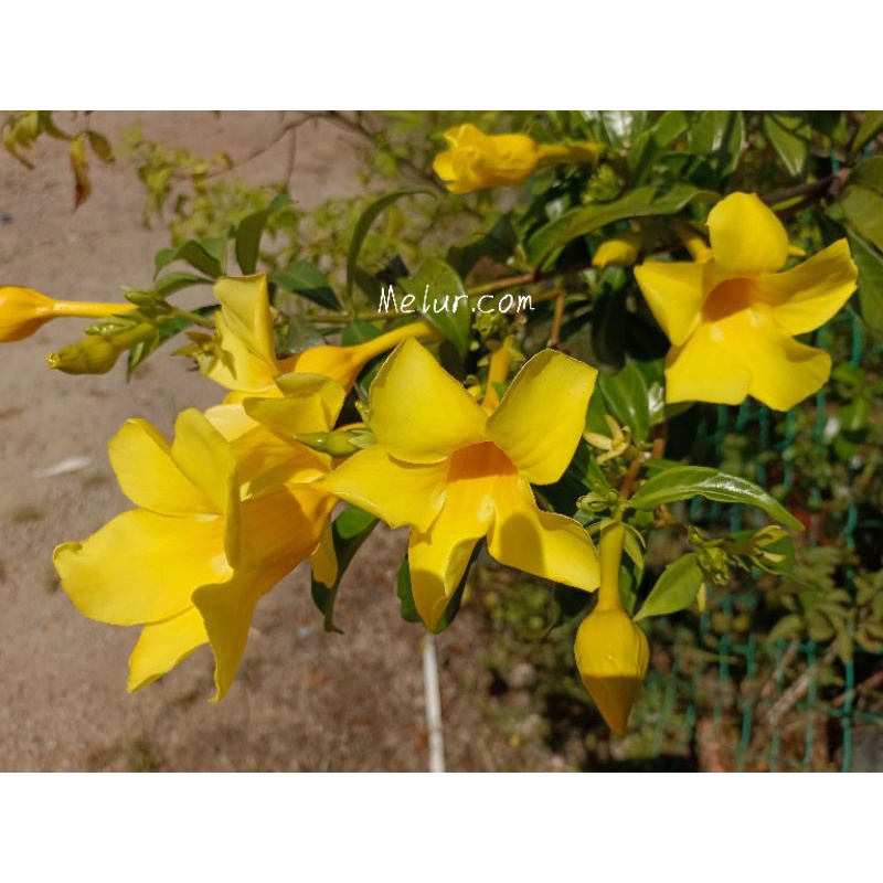 MM- Anak Pokok Alamanda Bunga Kuning / Allamanda Cathartica Yellow ...