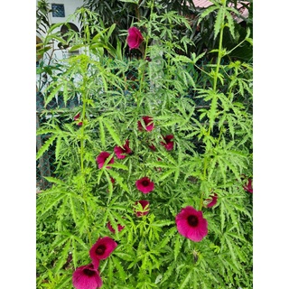 Kenaf ( hibiscus cannabinus ) / Pokok Bunga Raya Hutan | Shopee Malaysia