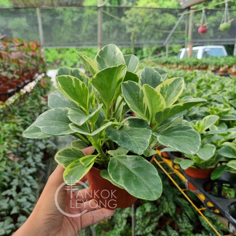 TKL - Peperomia Caperata Burgundy/Emerald/Green/Obtusifolia Variegated ...