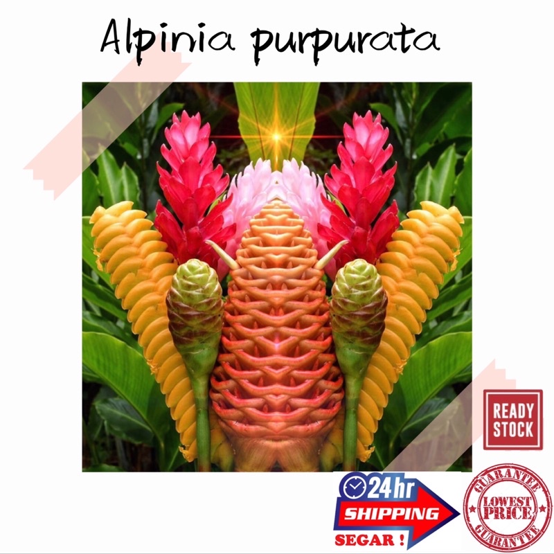 (GG real plant) alpinia purpurata pink red ^ ginger pokok halia merah ...