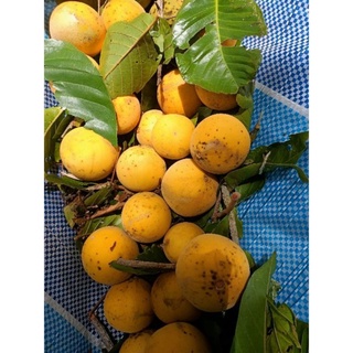 Buah setei kampung/ setey/ setoi /sentul segar 1 Kg | Shopee Malaysia