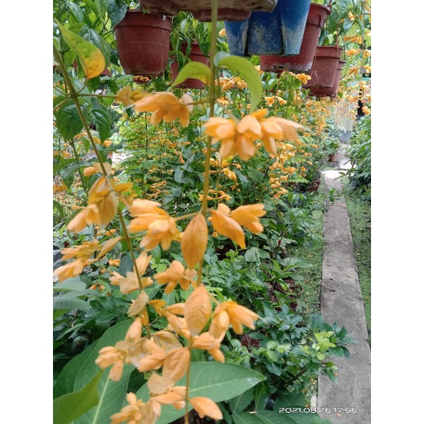 Pokok Gantung Emas ( Jenis Bunga Juntai ) | Shopee Malaysia