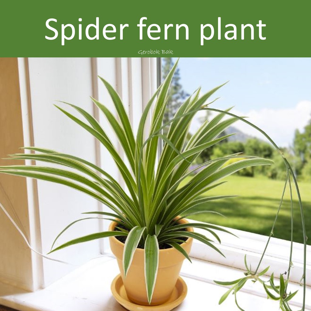 Pokok Spider Plant Anak Pokok Sulur Pokok Labah labah Indoor Plant ...