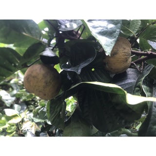 Buah Setoi Setoi 1 kg | Shopee Malaysia