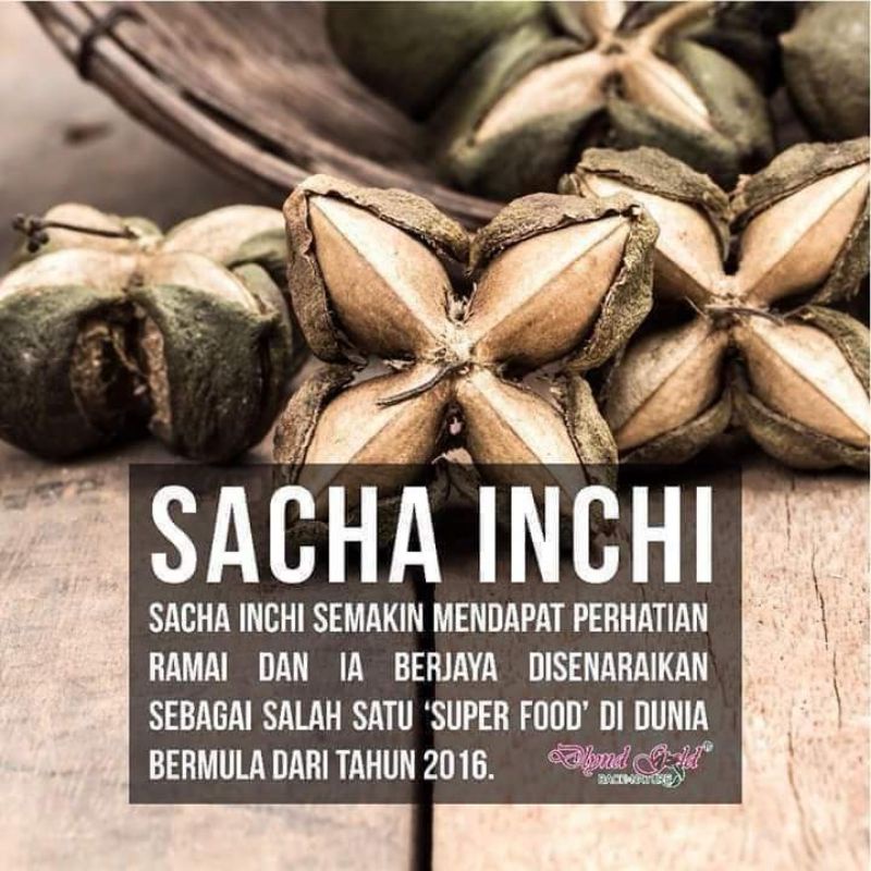SACHA INCHI ,biji benih(20 biji) | Shopee Malaysia
