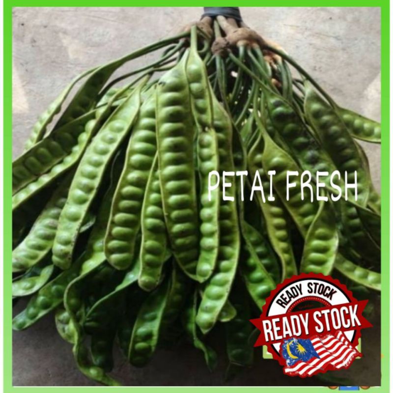 Petai Fresh Dari Kebun | Petai Kampung Fresh Gred A | Shopee Malaysia