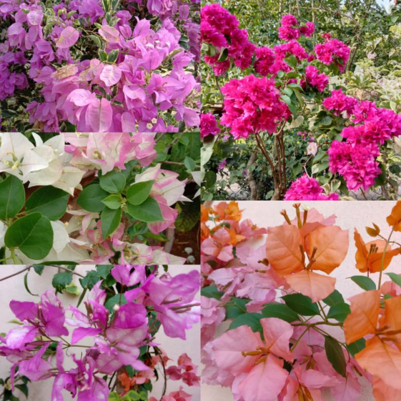 Pelbagai Pokok bunga kertas/Bougainvillea (Pokok hidup) | Shopee Malaysia