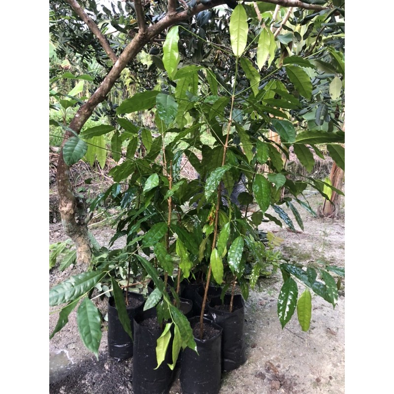 Anak Pokok Melinjo Malinjo | Shopee Malaysia