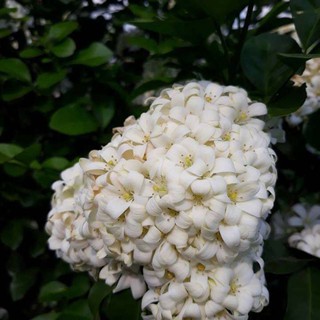 POKOK BUNGA KEMUNING SANGGUL - CRALL MURAYA PANICULATA -pokok bunga ...