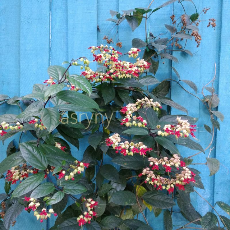 Anak semai pokok Red/ White Bleeding Heart Vine ( Real Plant) | Shopee ...