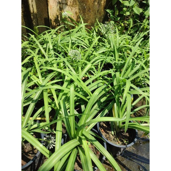 Pokok kucai daun besar (berbeza dengan kucai kecil) | Shopee Malaysia