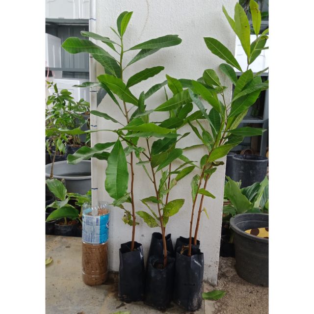 Anak pokok ketereh/jambu golok/gajus | Shopee Malaysia