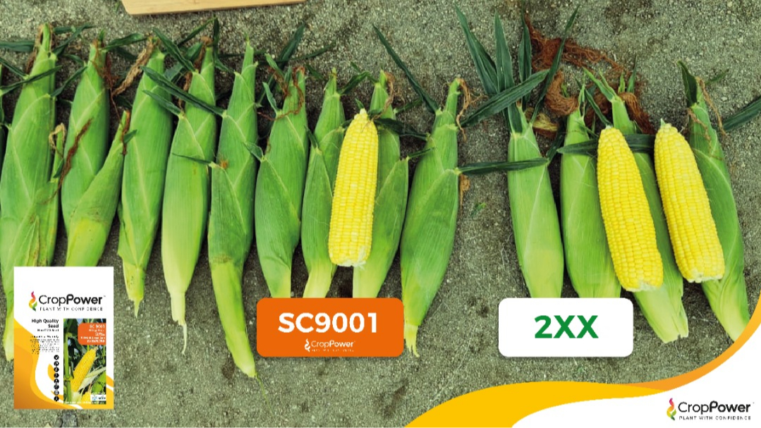 Crop Power, Online Shop | Shopee Malaysia