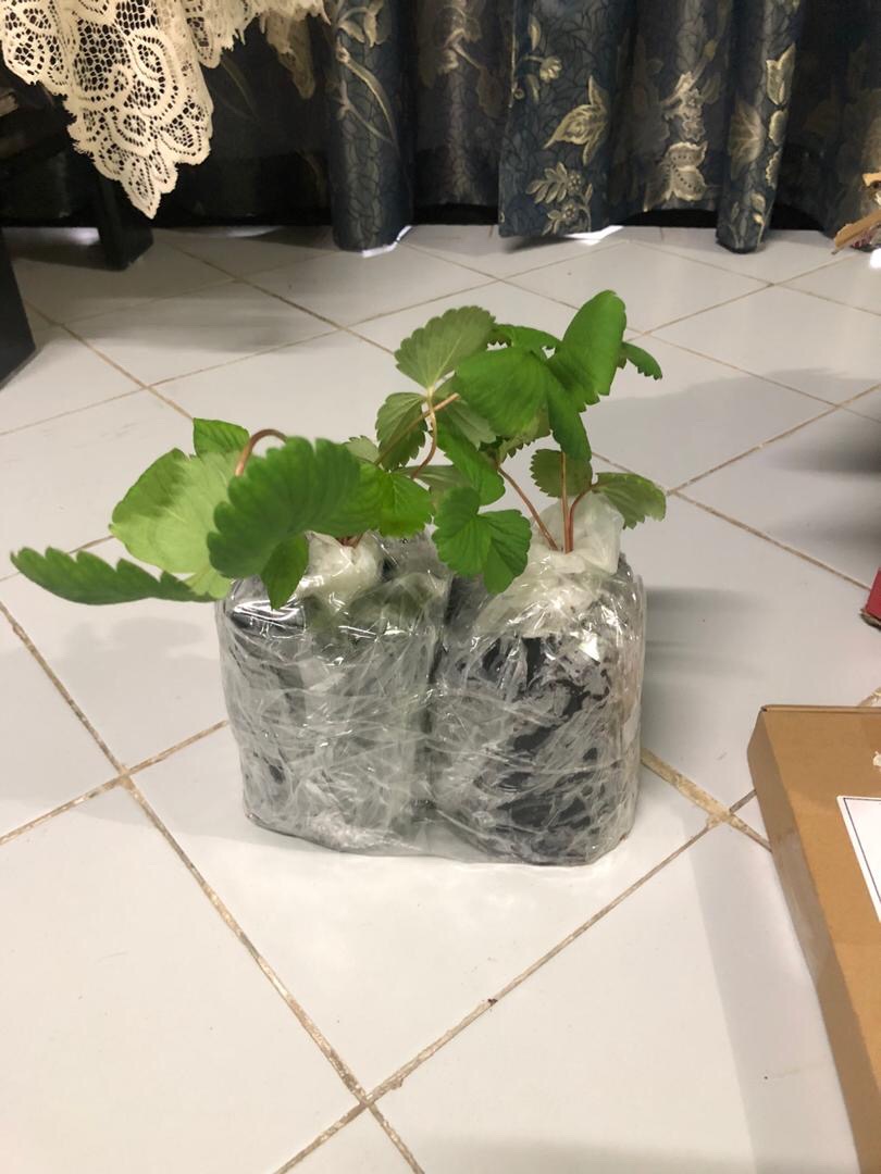 Pokok Strawberry JSC/Japanese Sweet charlie/Lowland Strawberry 🍓 Ready ...