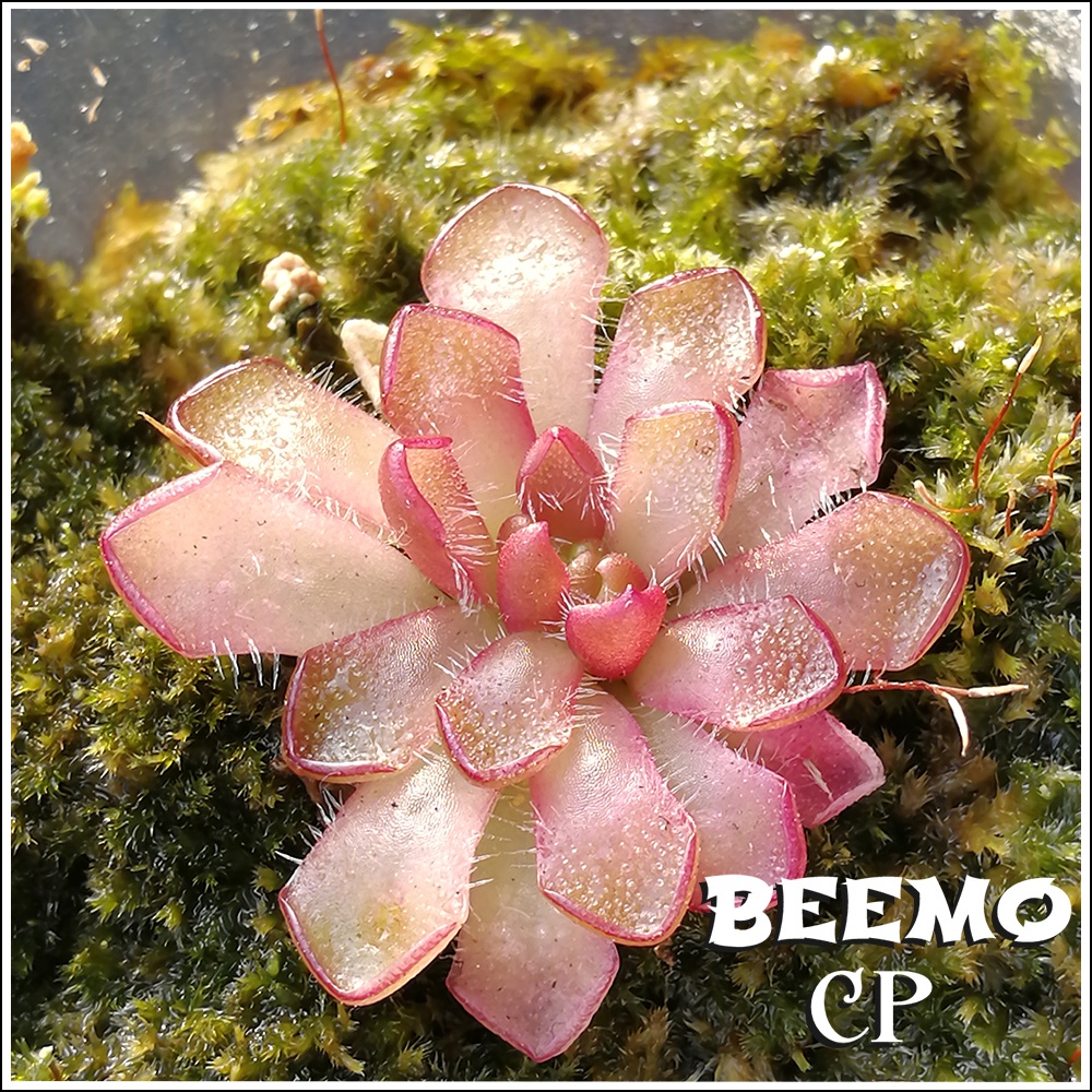 Butterwort - Pinguicula Reticulata | Shopee Malaysia