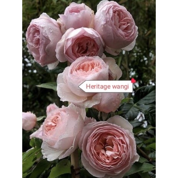 Ros wangi ID Heritage English Rose (grafted) | Shopee Malaysia