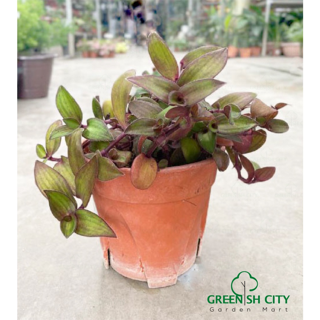 GNC - Tradescantia Blossfeldiana Herbs Plant Pokok Herba Telinga Kera ...