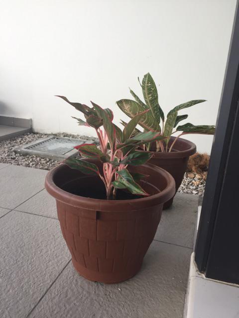 🌹MURAH🔥30CM Pasu Bunga Plastik Besar Corak Batu Bata Tebal Tahan Lasak ...