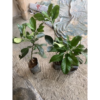 Pokok limau bali isi merah ( kawin/hybrib ) cepat berbuah / limau bali ...