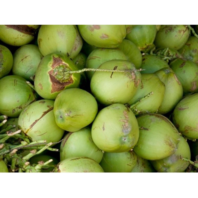 KELAPA MUDA/SEBIJI BUAH KELAPA MUDA | Shopee Malaysia