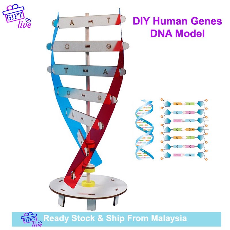 Set DNA Models Double Helix Science Teaching Toy DIY Human Genes ...