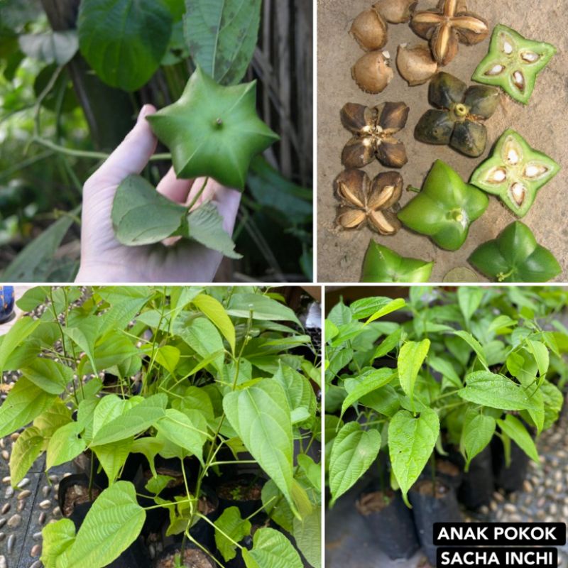 Pokok Sacha Inchi Ready Stock | Shopee Malaysia