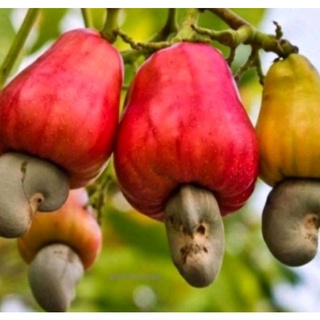 Anak Pokok Gajus/ Ketereh/ Janggus / Jangguih/ Ulam Gajus/ Kacang Gajus ...