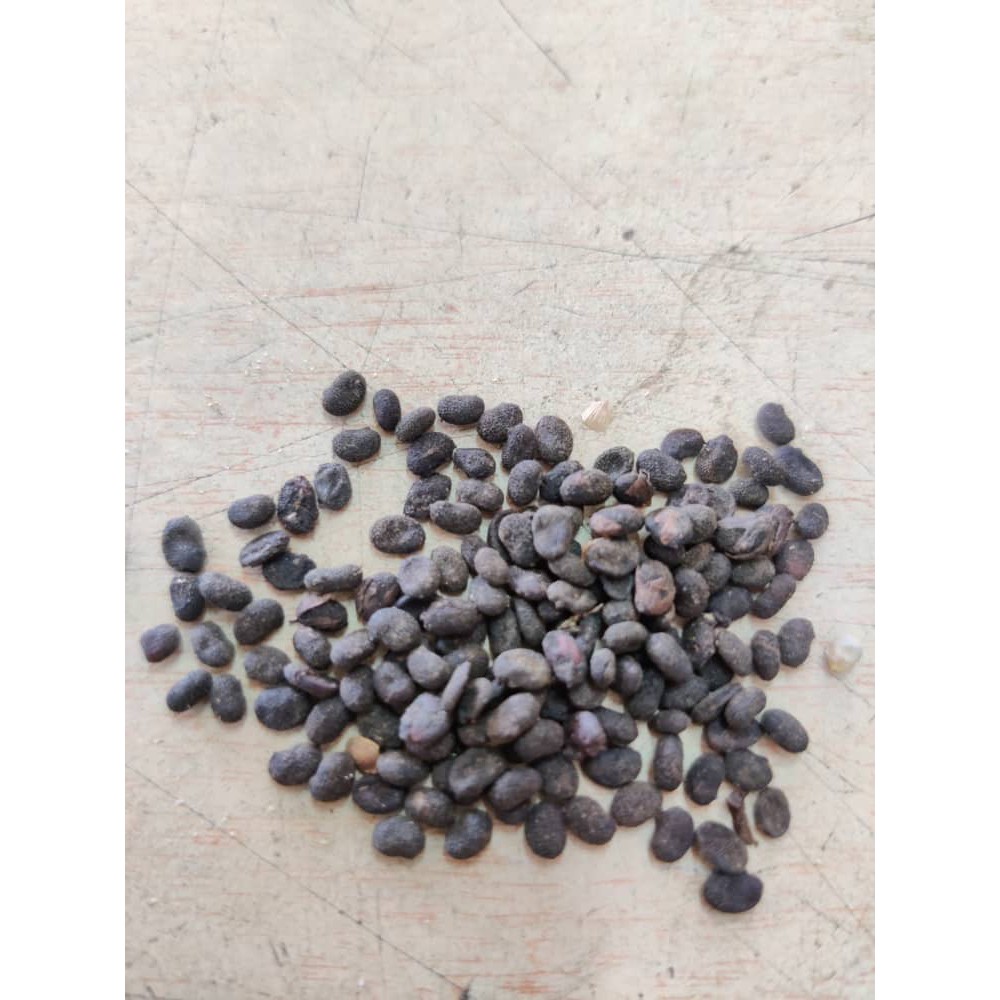 Sampangi vithai/Magnolia Champaca Seeds (100G) | Shopee Malaysia