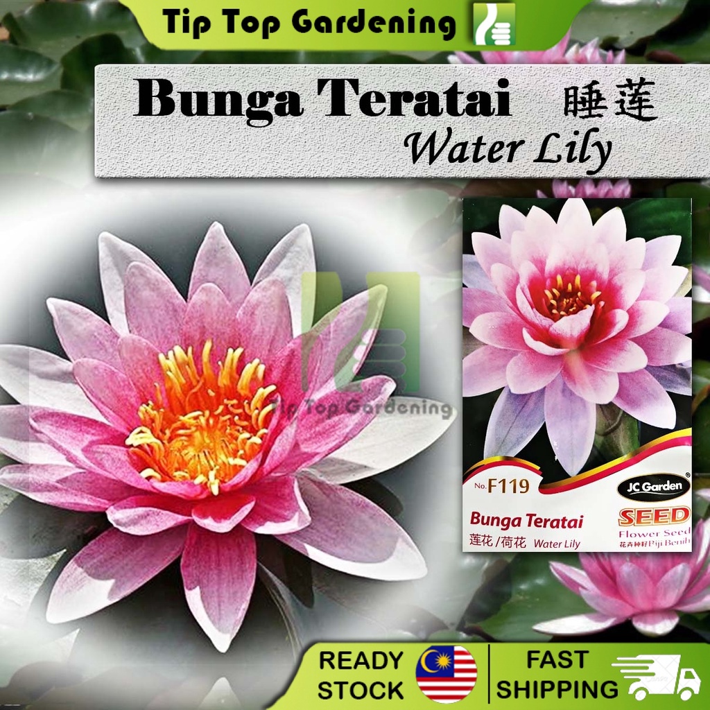 F119 WATER LILY JC GARDEN FLOWER SEED BIJI BENIH BUNGA | Shopee Malaysia