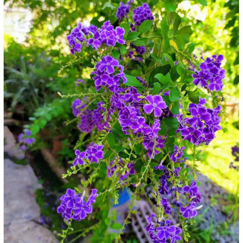 Lavender Sky Flowers plant / Sweet Memories Purple Sky Flower Plant ...