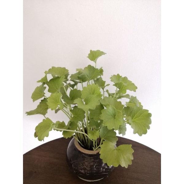 (Live plant) Pegaga kampung | Shopee Malaysia