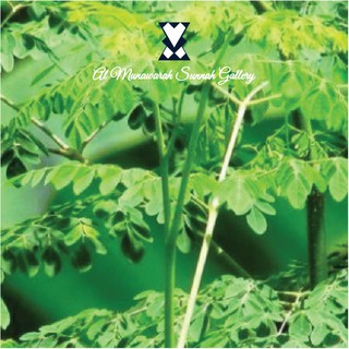 BATANG POKOK KELO ORIGINAL | Shopee Malaysia