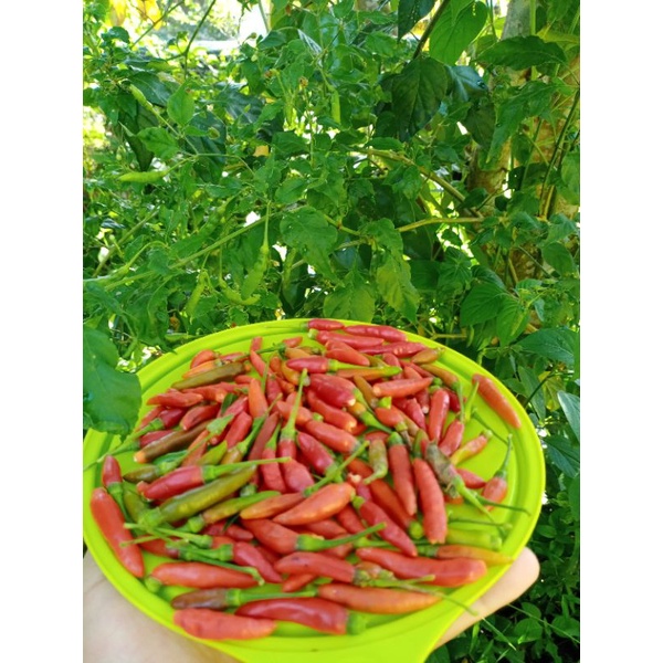 50pcs Biji Benih Cili Padi Kampung/Lada Burung | Shopee Malaysia