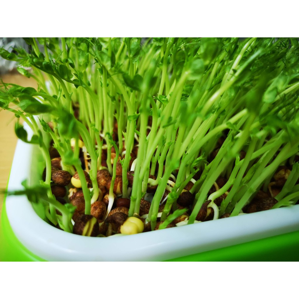 Maple Pea Seed | Pea Shoot Seed | Pea Sprout Seed | Microgreen |【麻豌豆 ...